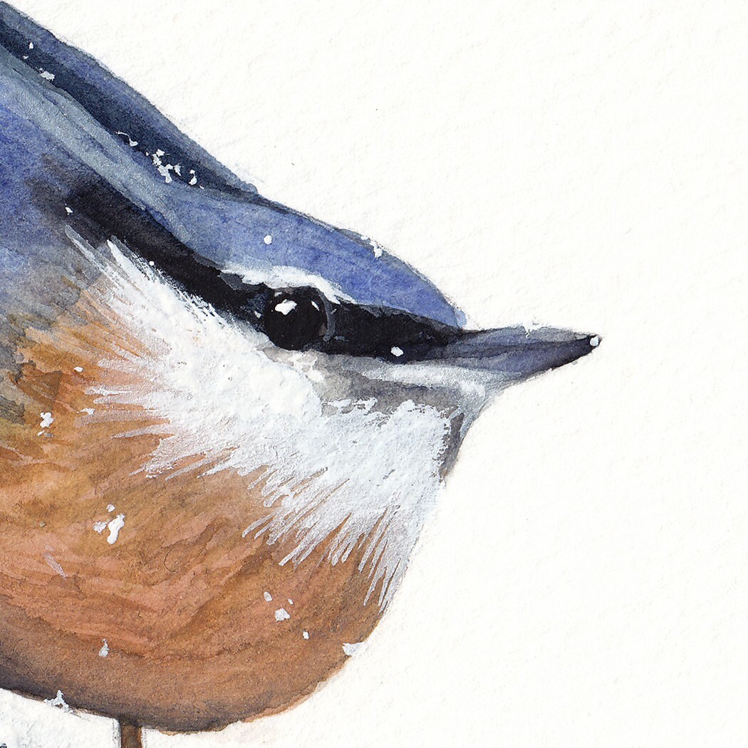 Blue Bird Painting Nuthatch Watercolor Art Print - Etsy
