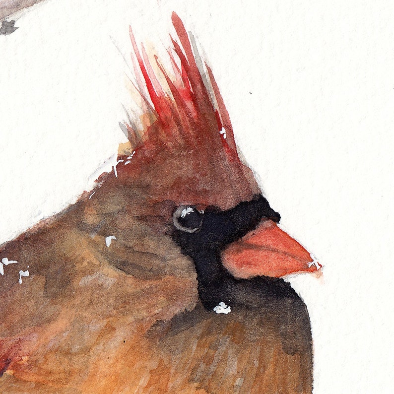 Red Cardinal- Mrs Cardinal- Watercolor Art Print - Etsy