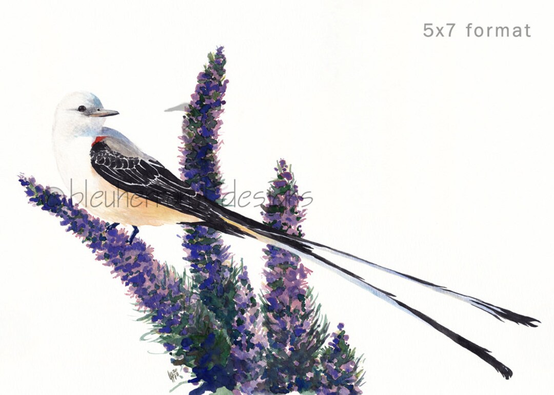 Scissor-tail Flycatcher- Prairie Bird Fine Art Print - Etsy
