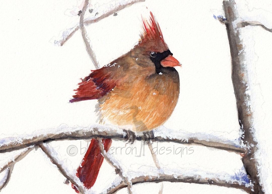 Red Cardinal- Mrs Cardinal- Watercolor Art Print - Etsy