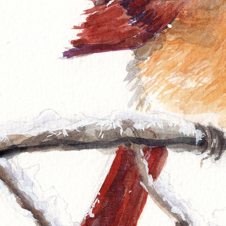 Red Cardinal- Mrs Cardinal- Watercolor Art Print - Etsy