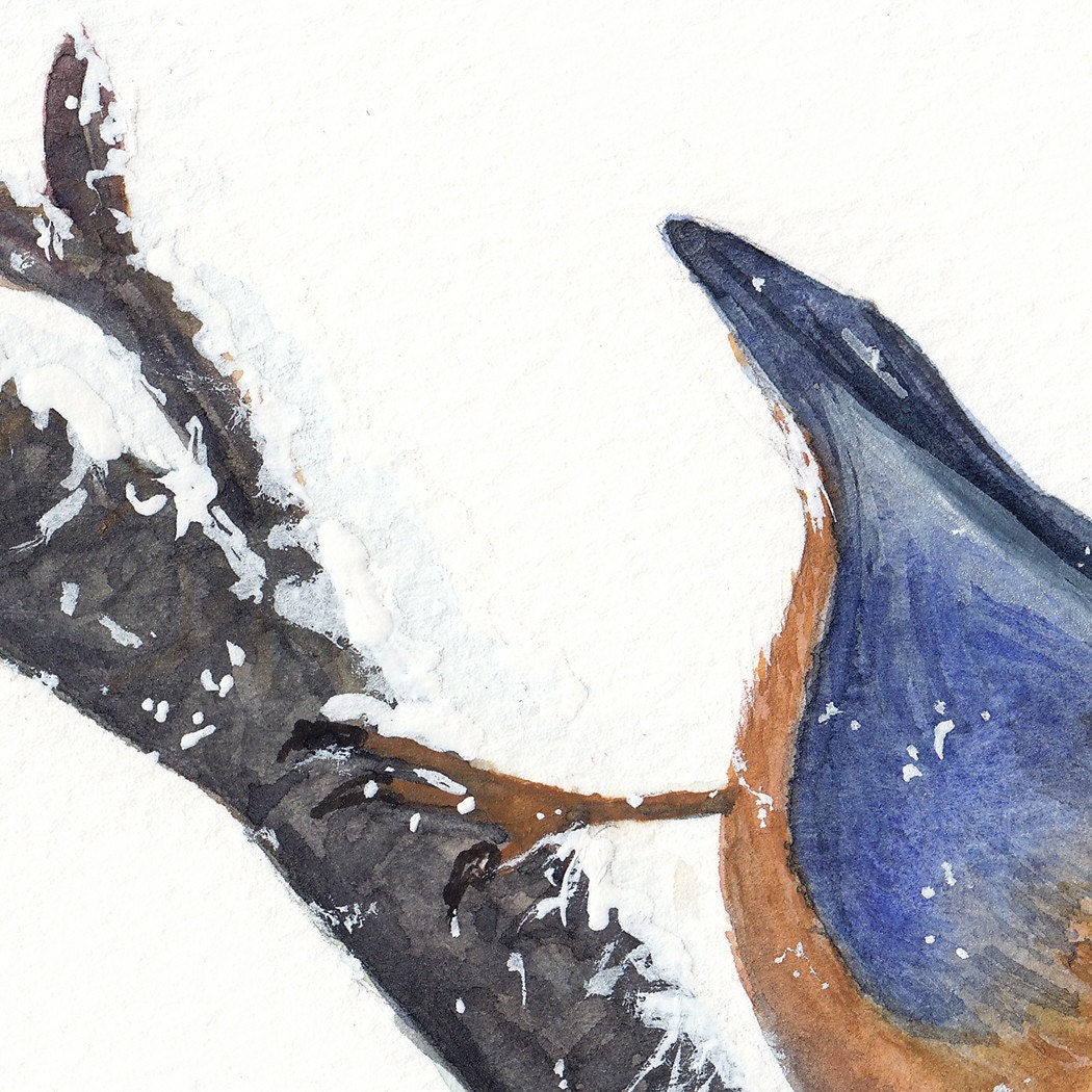 Blue Bird Painting Nuthatch Watercolor Art Print - Etsy