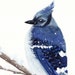 Watercolor Bird- Blue Jay- Art Print - Etsy