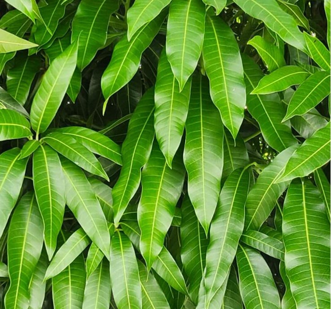 Organic Mango Leaf Herbal Tea: Caribbean Wellness - Etsy