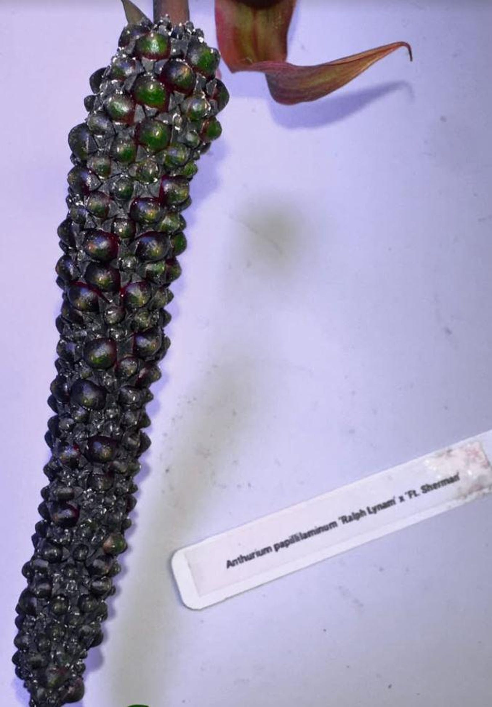 Anthurium Papillilaminum RL X FS Seedling (ralph Lynam X Fort Sherman ...