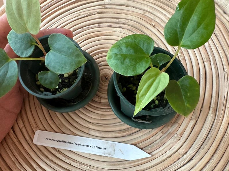 Anthurium Papillilaminum RL X FS Seedling (ralph Lynam X Fort Sherman ...