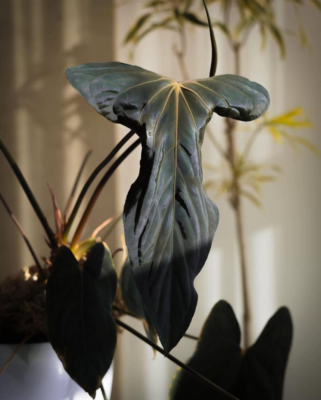 Anthurium Papillilaminum RL X FS Seedling (ralph Lynam X Fort Sherman ...