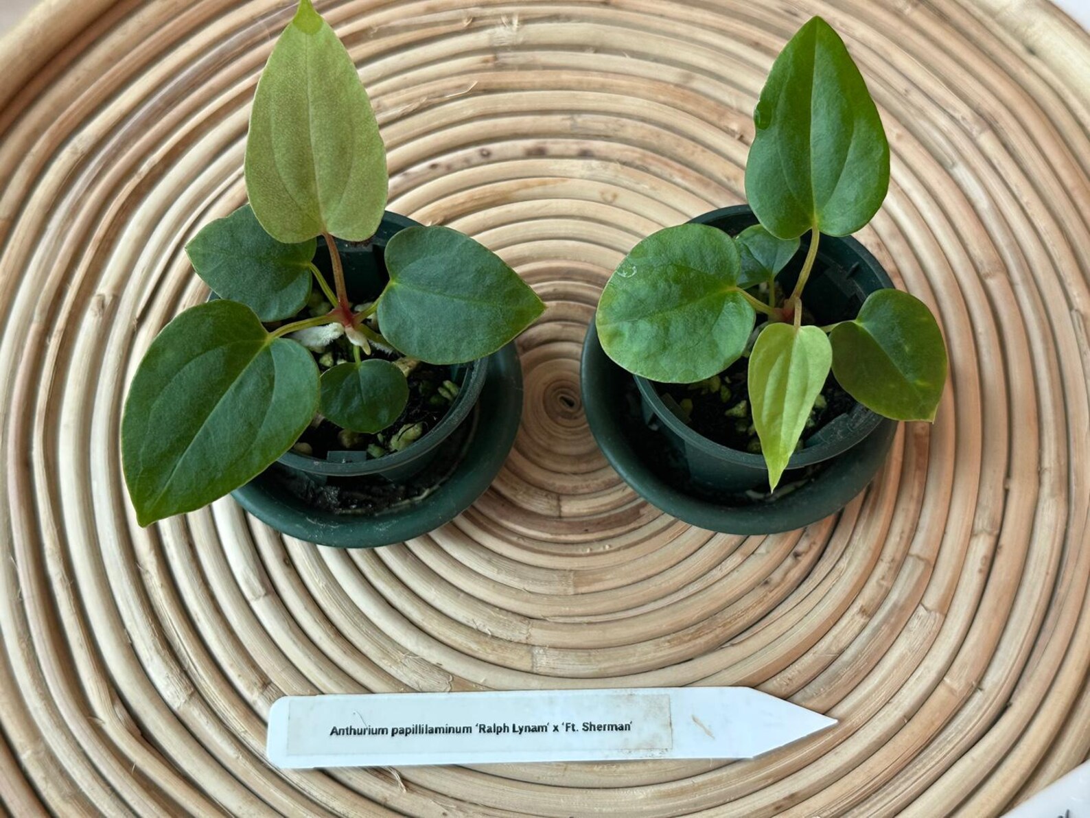 Anthurium Papillilaminum RL X FS Seedling (ralph Lynam X Fort Sherman ...