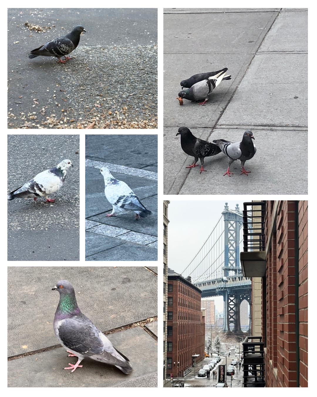 Pigeons of DUMBO Brooklyn NYC – Printable Wall Art & Posters | 11x14 ...