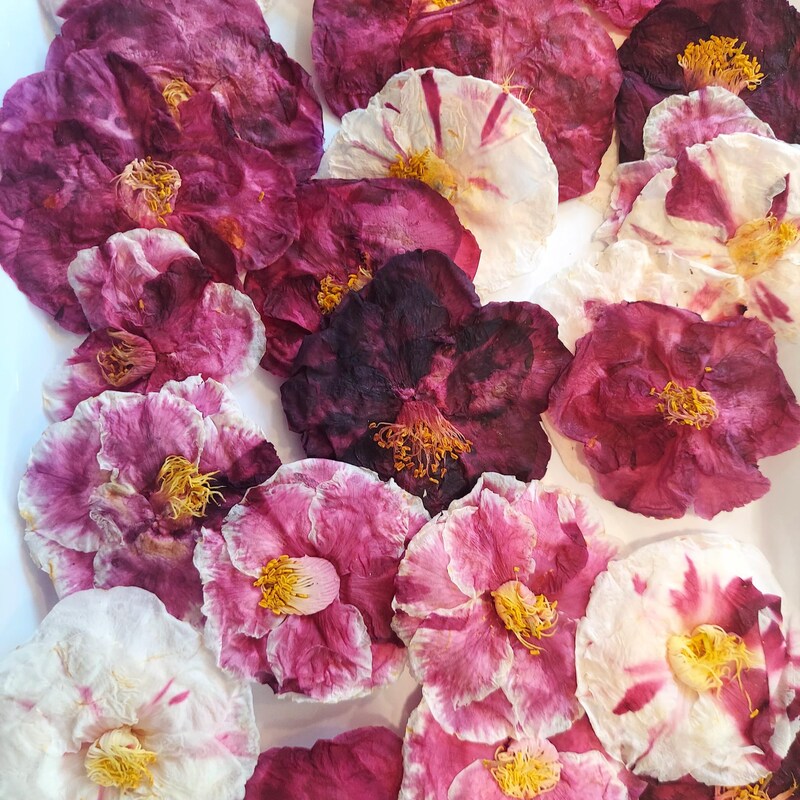 Pressed Tropical Flowers - Etsy