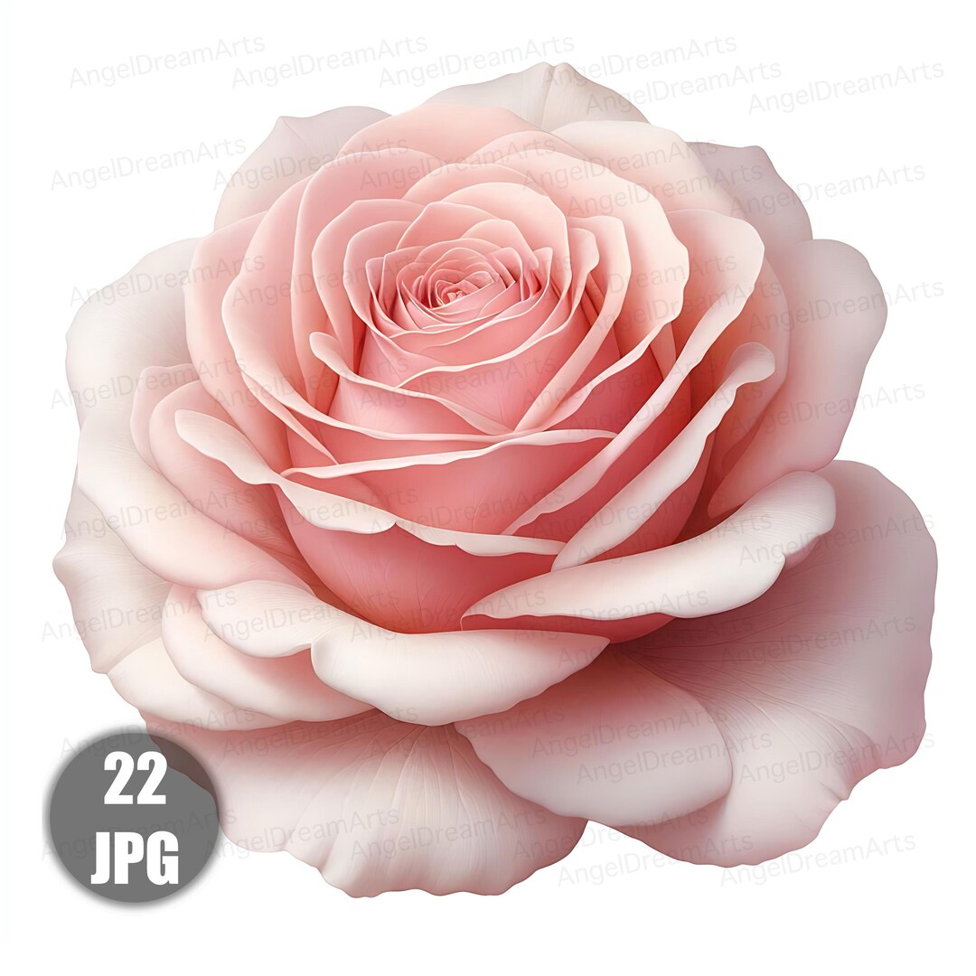 22 Blush Pink Roses Clipart Bundle: Soft Watercolor Rose Flowers (JPG ...