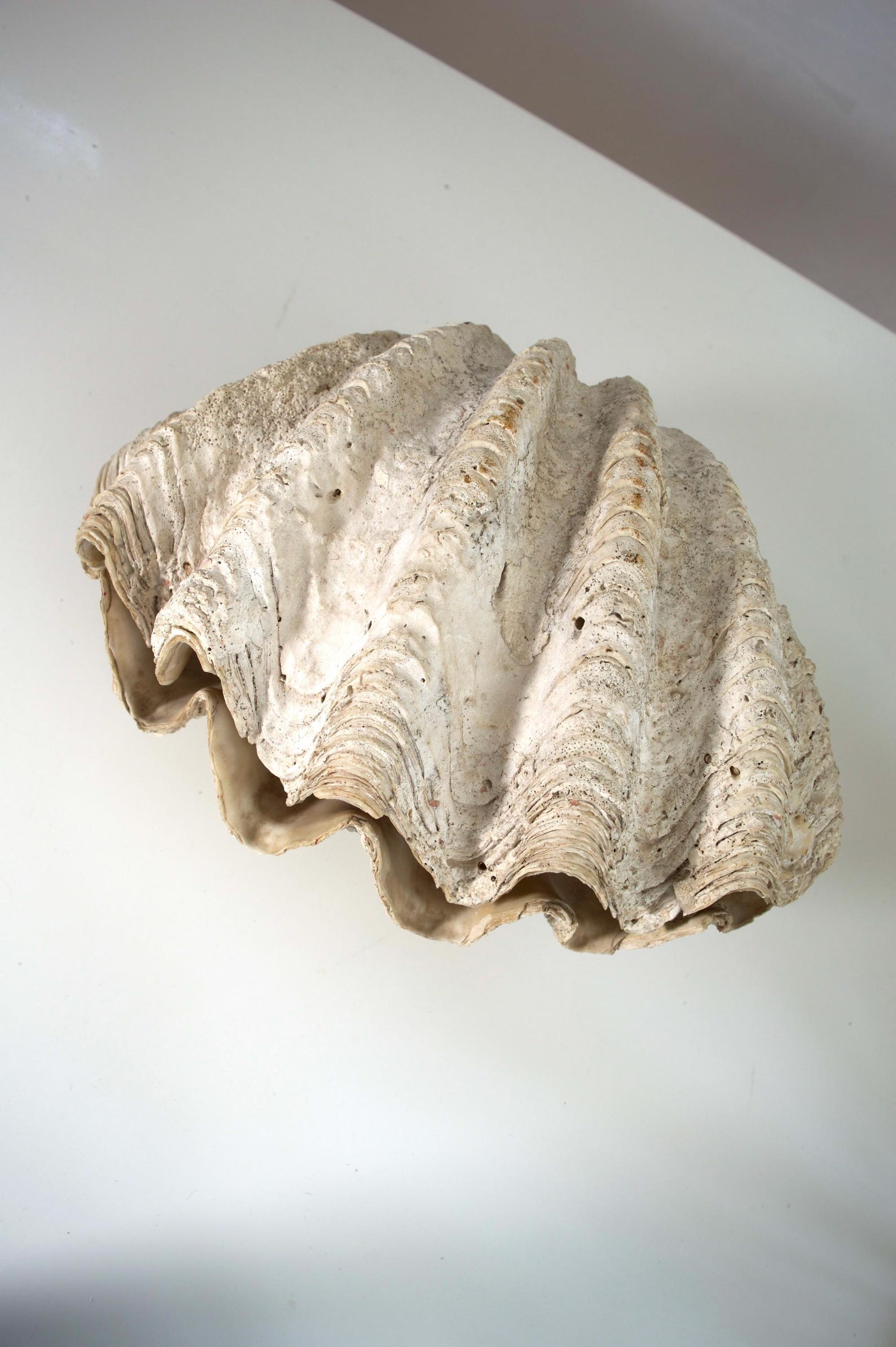 Rare Antique Giant Tridacna Clam Shell – Natural Specimen, 14 Inches ...