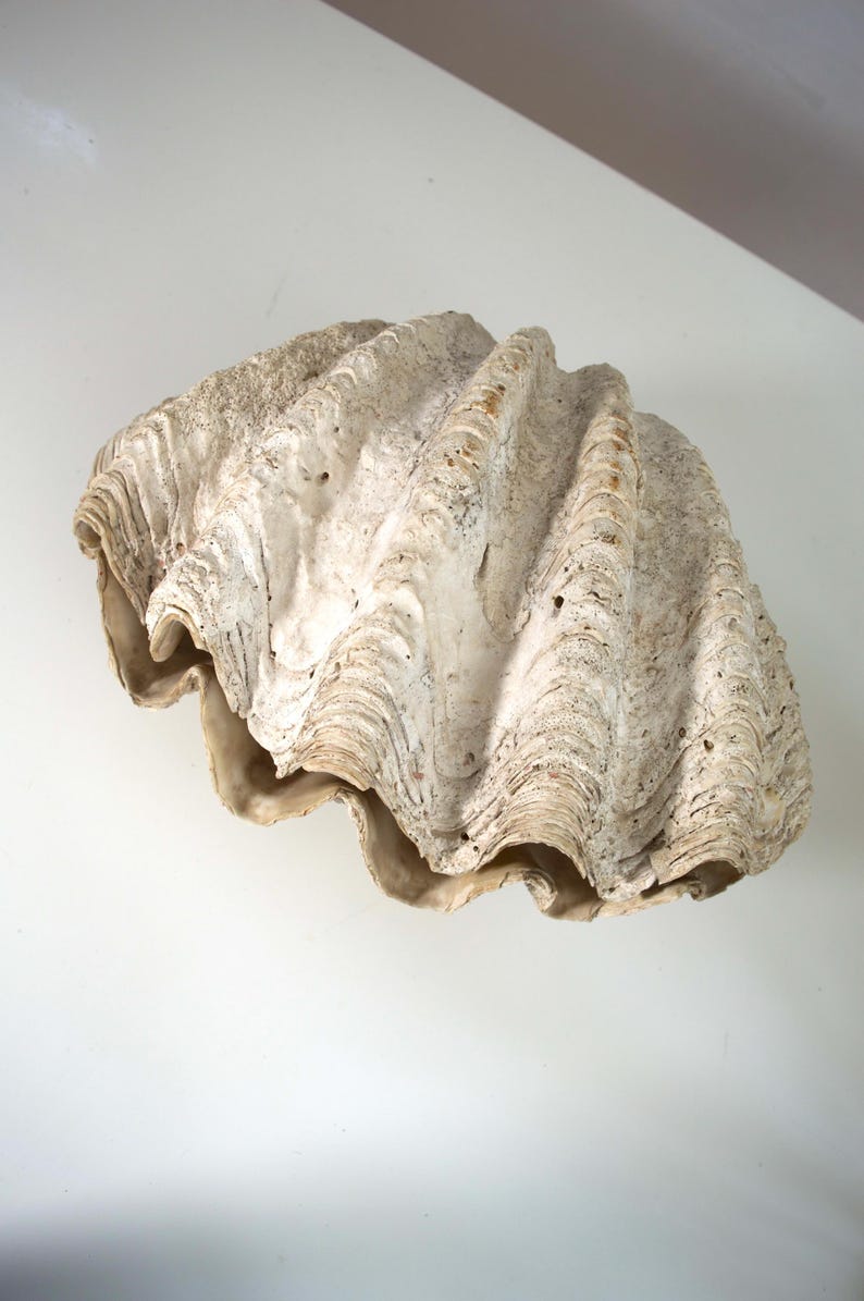 Rare Antique Giant Tridacna Clam Shell – Natural Specimen, 14 Inches ...