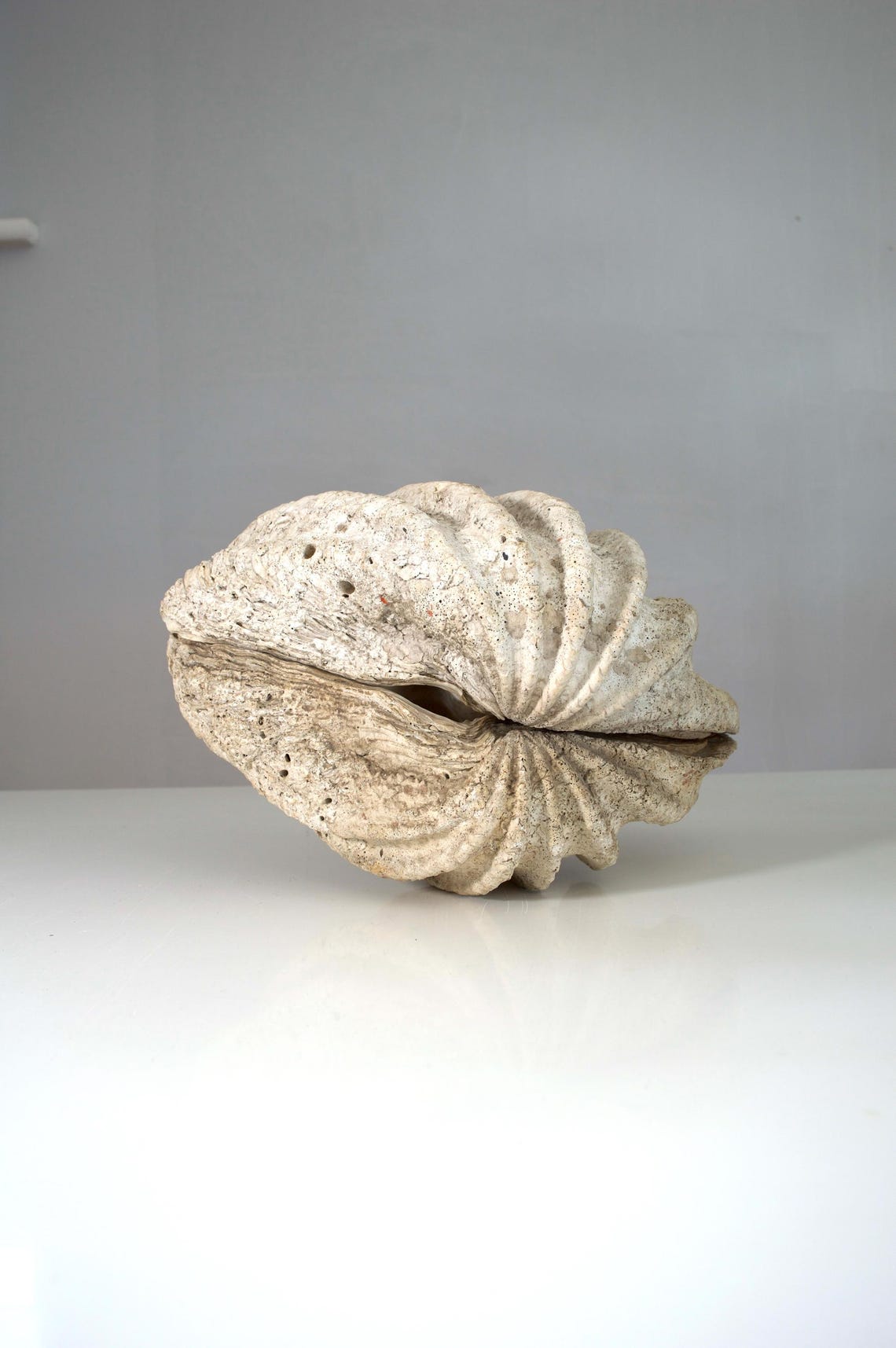 Rare Antique Giant Tridacna Clam Shell – Natural Specimen, 14 Inches ...