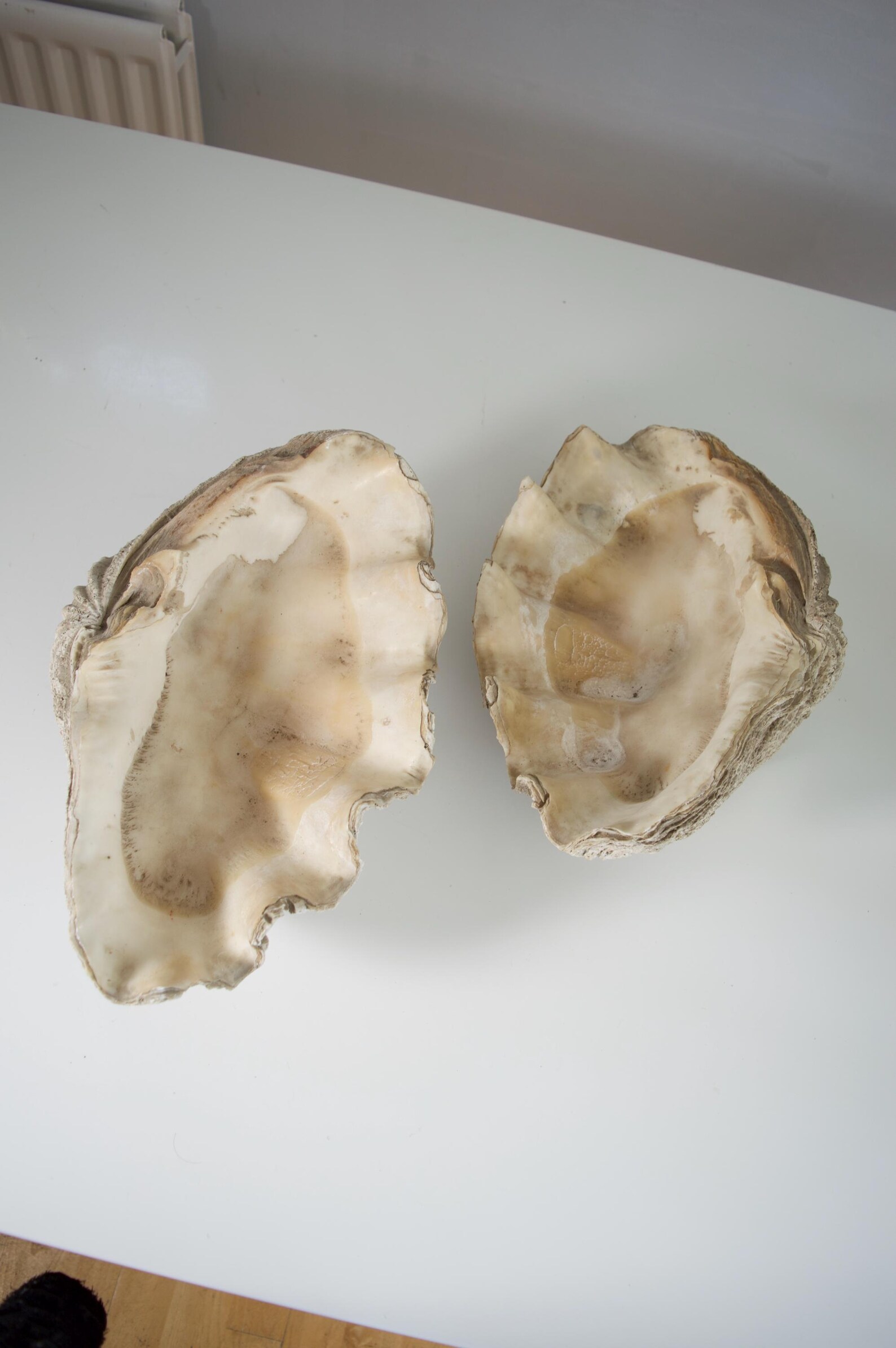 Rare Antique Giant Tridacna Clam Shell – Natural Specimen, 14 Inches ...