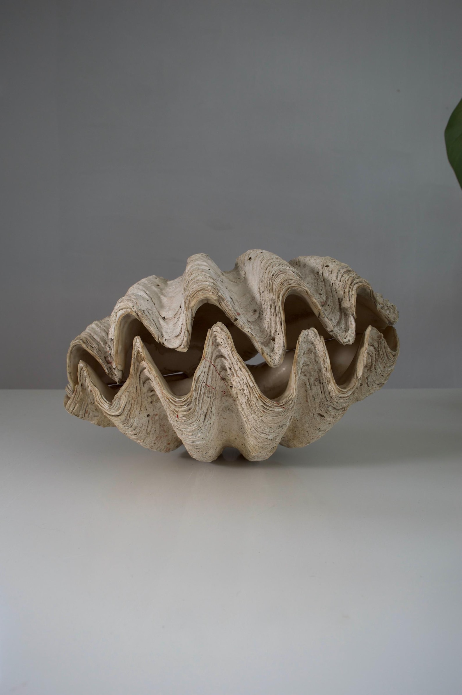 Rare Antique Giant Tridacna Clam Shell – Natural Specimen, 14 Inches ...