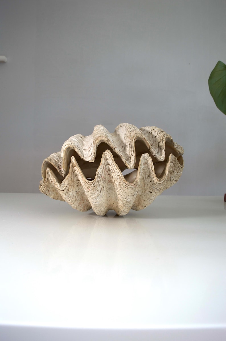 Rare Antique Giant Tridacna Clam Shell – Natural Specimen, 14 Inches ...