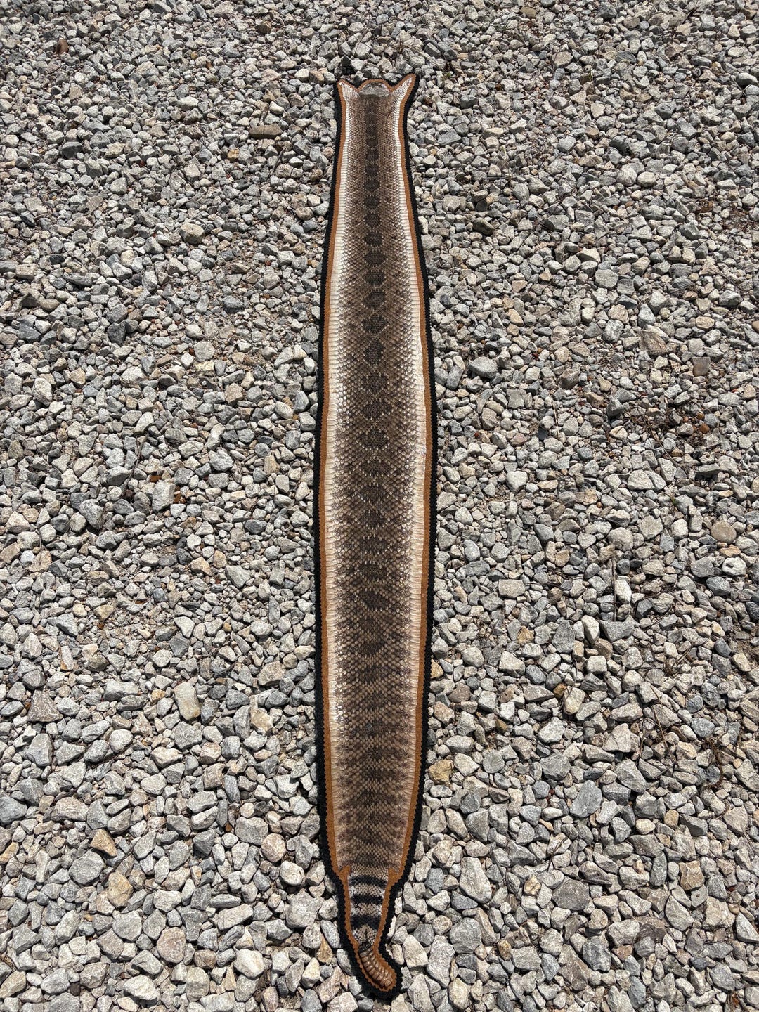 53" Western Diamondback Rattlesnake Skin - Etsy