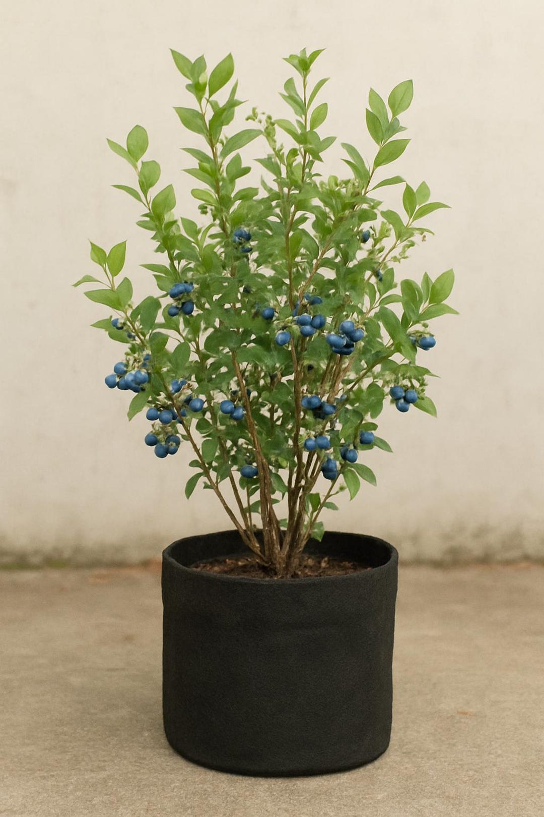 Compact Mini Blues Blueberry Plant – Live Bush for Patio, Garden, or ...
