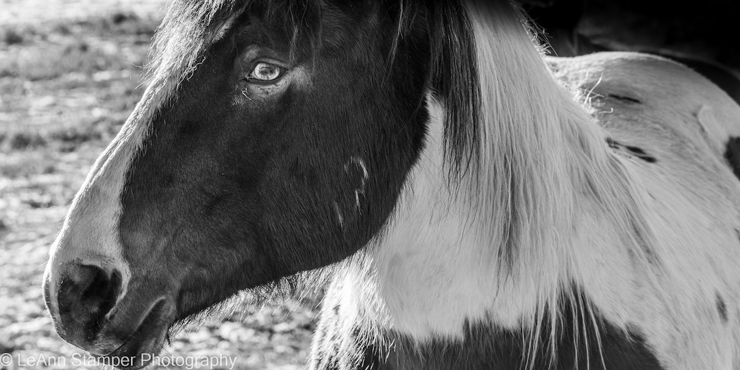 American Paint Horse Print Pinto Tobiano Overo Tovero Black and White ...
