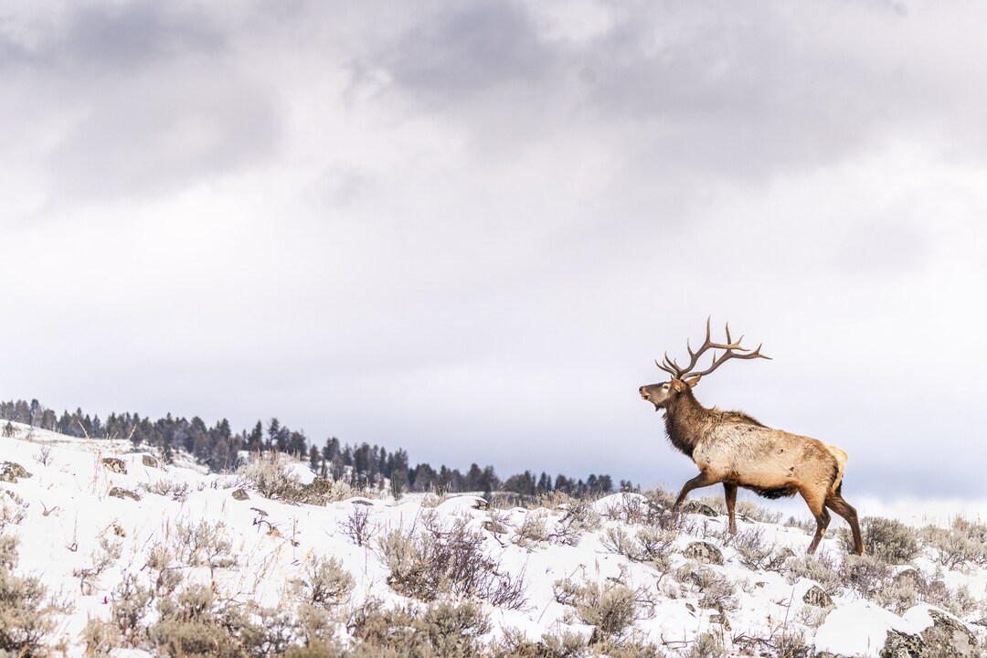 Bull Elk Wildlife Print Yellowstone National Park Winter Animal Poster ...