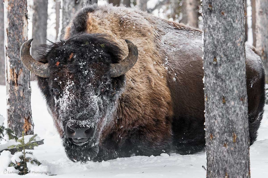 American Buffalo in Snow Original Canvas Art Bison Canvas Print Bison ...