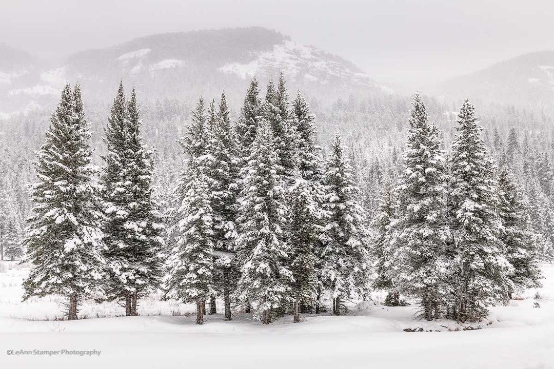 Winter Scene Yellowstone National Park Canvas Print With Snowy Pines ...