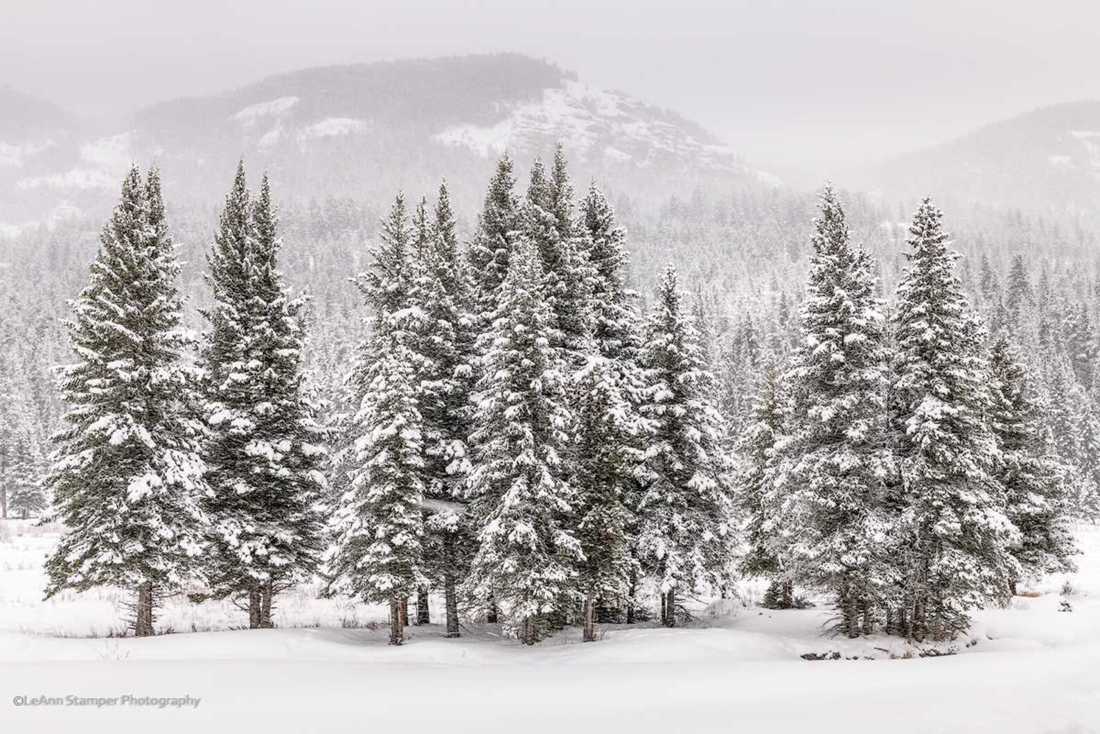 Winter Scene Yellowstone National Park Canvas Print With Snowy Pines ...