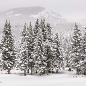 Winter Scene Yellowstone National Park Canvas Print With Snowy Pines ...