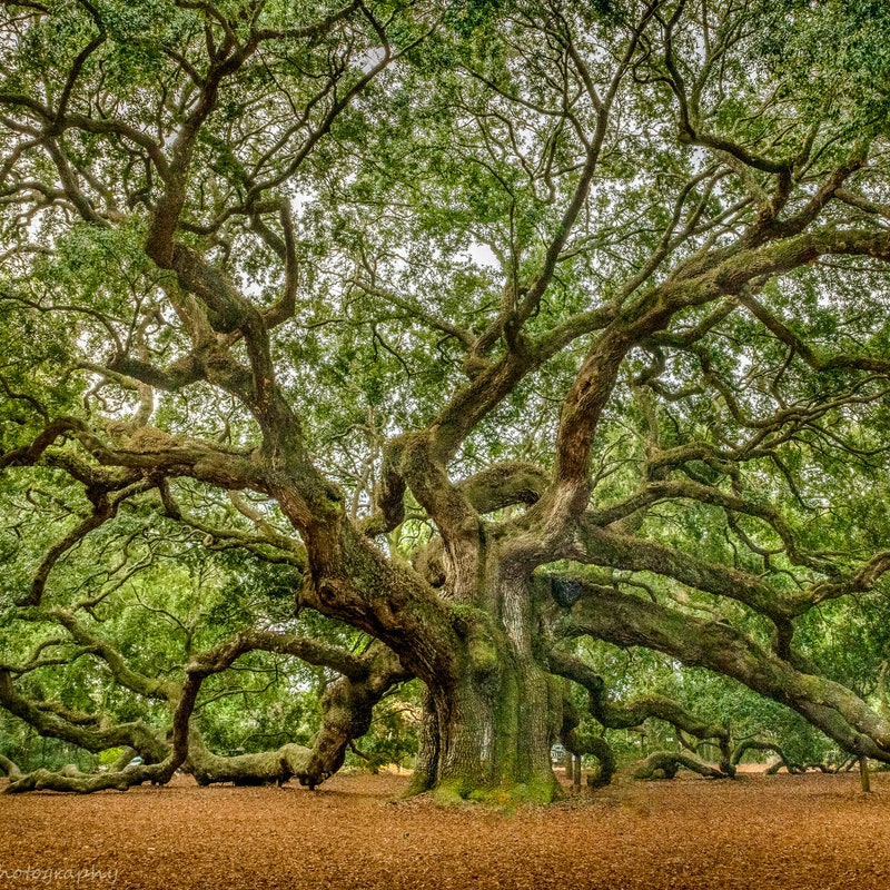 Oak Tree Art - Etsy