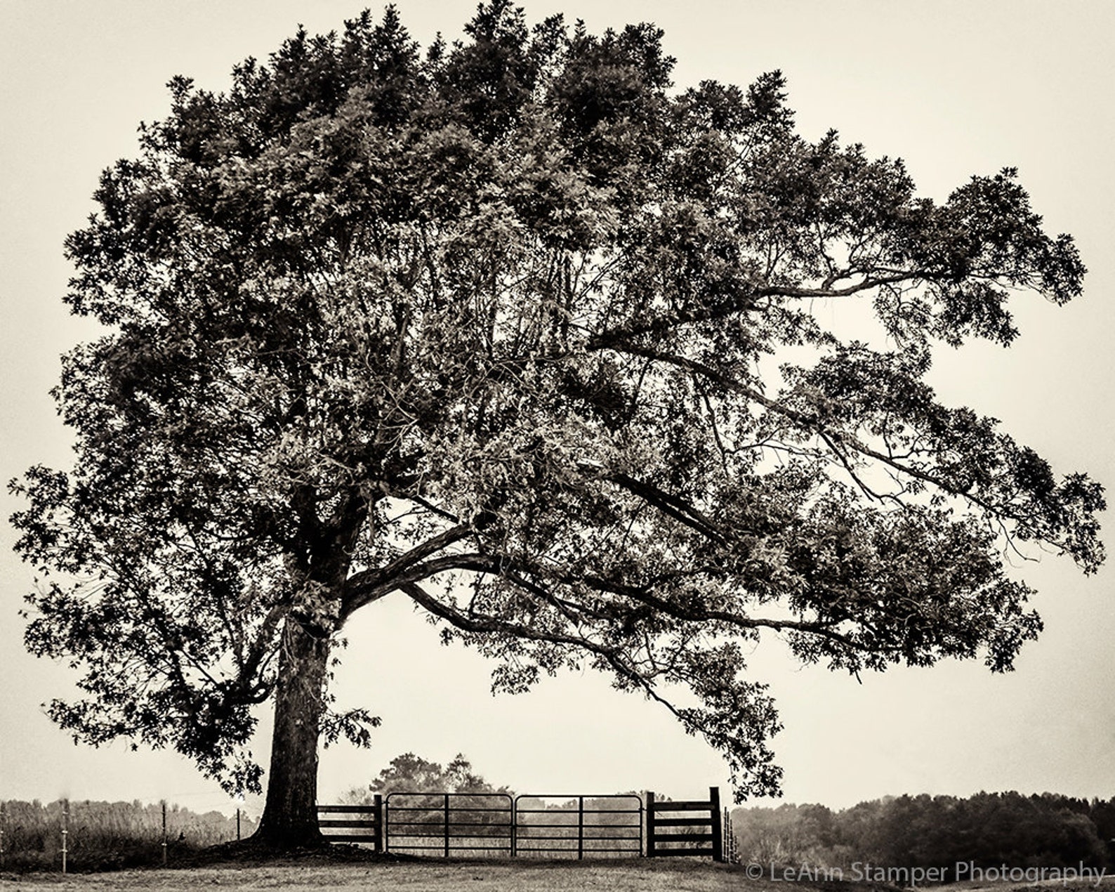 Lone Oak Tree Print Single Tree Art North Carolina NC Fine Art - Etsy