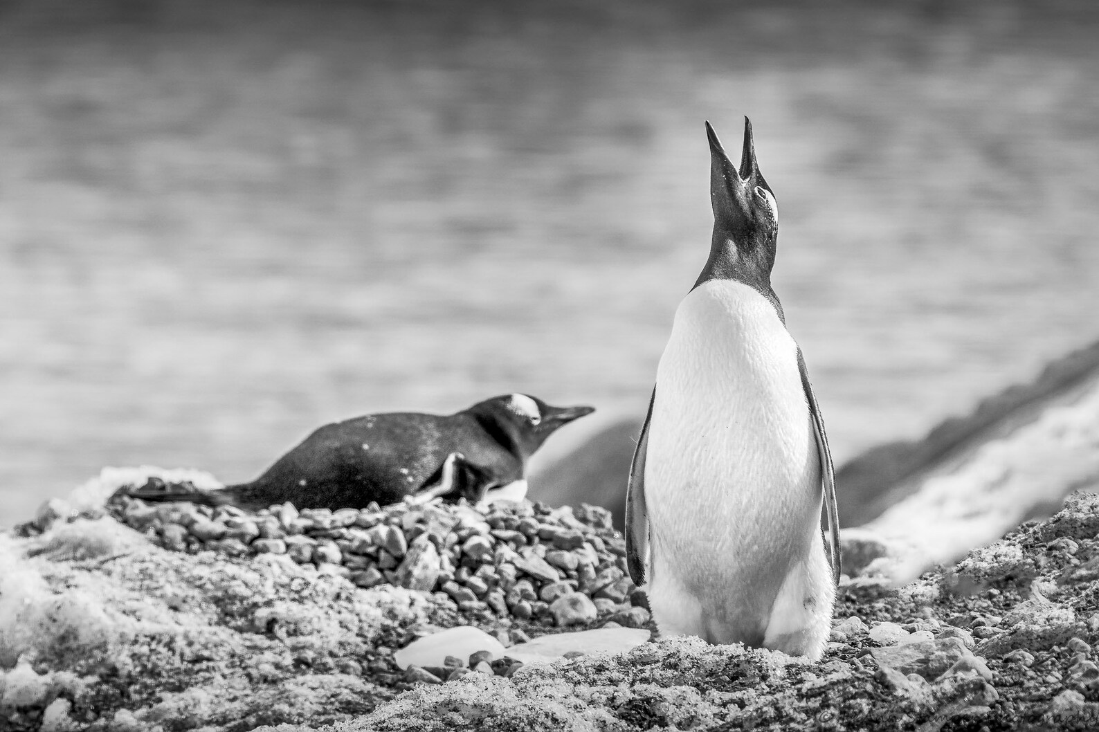 Gentoo Penguin Couple Nesting Print Antarctica Art Fine Art | Etsy