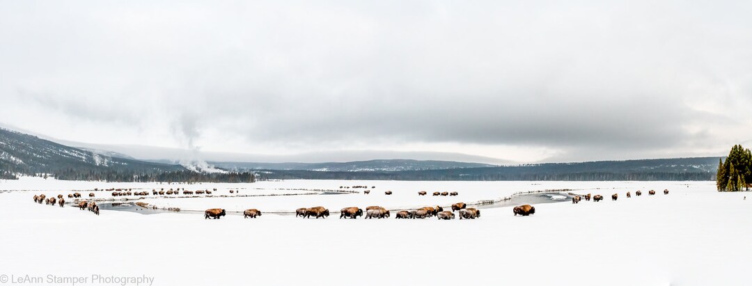 American Buffalo in Snow Original Canvas Art Bison Canvas Print Bison ...