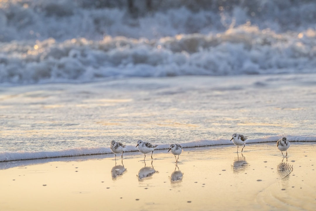 Outer Banks OBX NC Sandpiper Sanderling Shore Birds Canvas Print ...