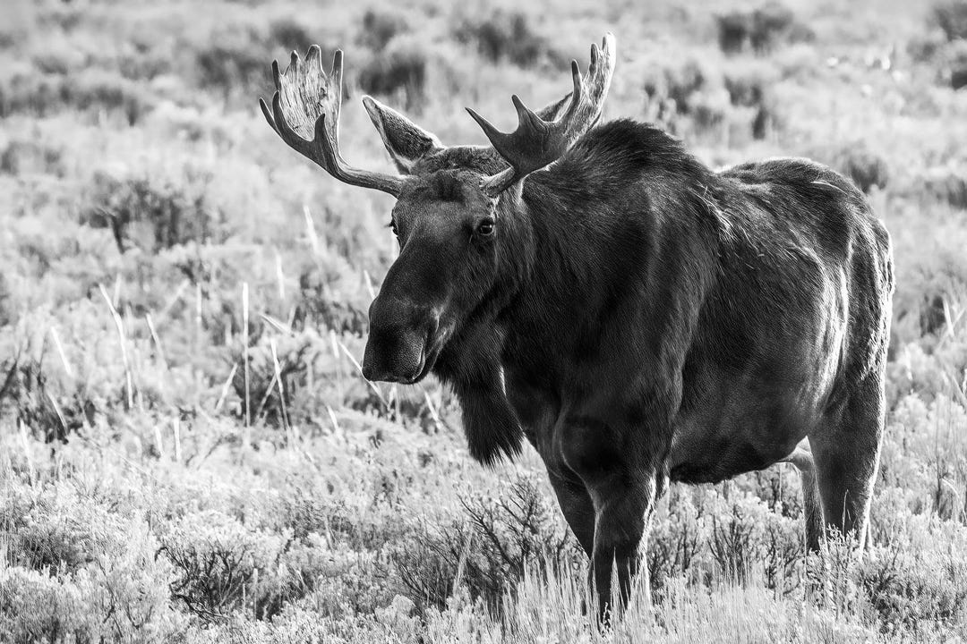 Bull Moose Portrait Grand Teton National Park Poster Black and White ...