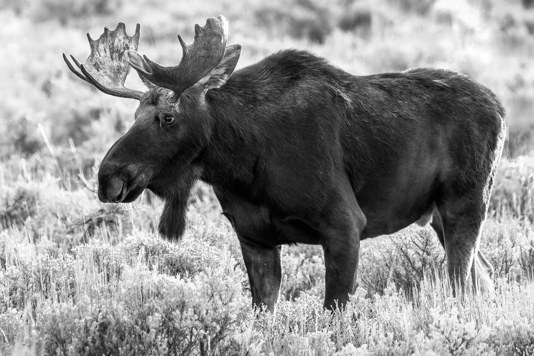 Bull Moose Portrait Grand Teton National Park Poster Black and White ...