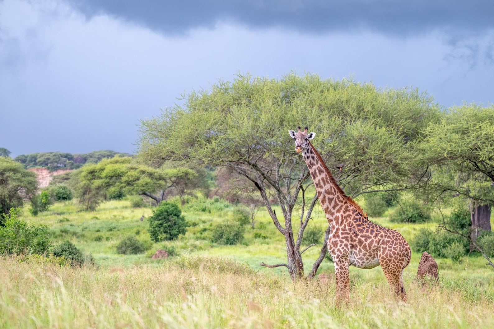 Giraffe Lovers Print, African Wildlife Wall Art, Safari Photography ...