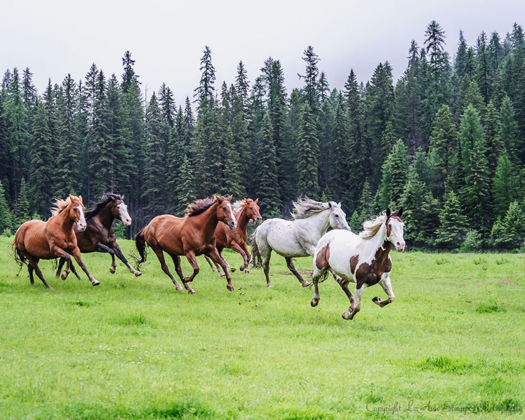 Wild Stallions Galloping Montana Rockies Canvas Art Print Photography ...
