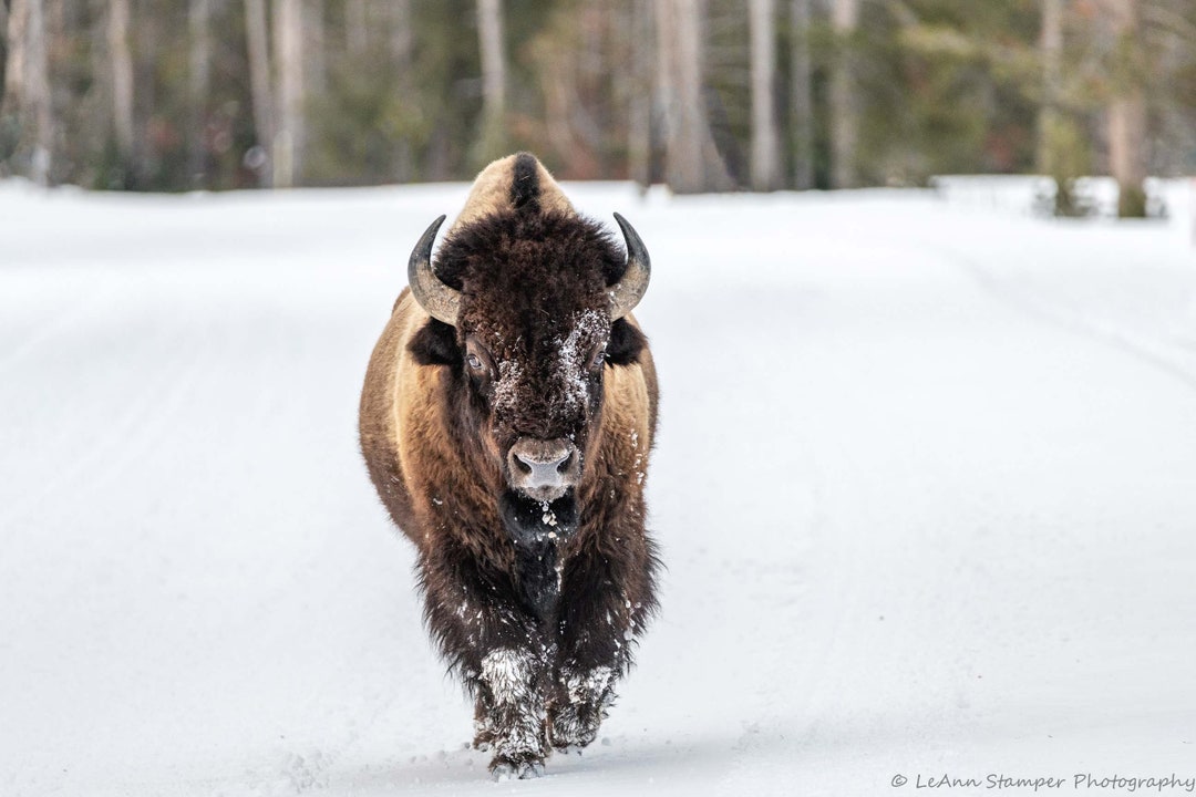 American Buffalo in Snow Original Canvas Art Bison Canvas Print Bison ...