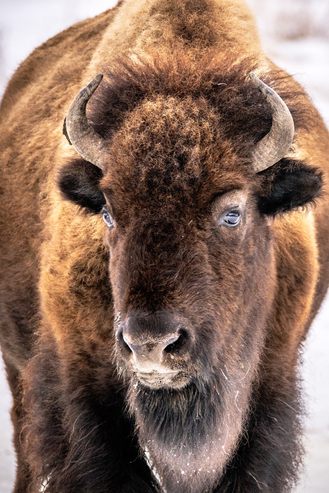 American Buffalo Yellowstone Print, Buffalo Wall Art Poster, Bison ...