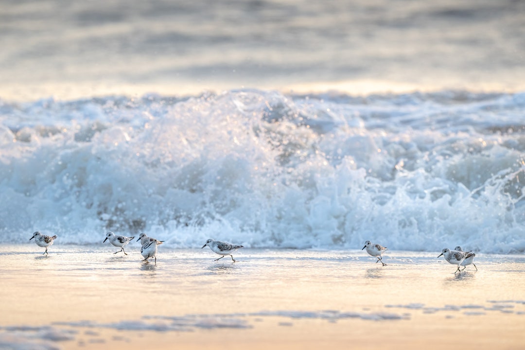 Outer Banks OBX NC Sandpiper Sanderling Shore Birds Canvas Print ...
