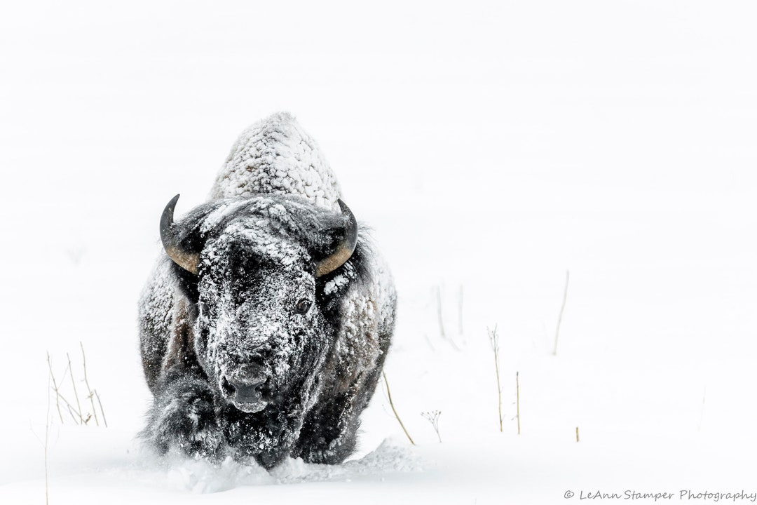 American Buffalo in Snow Original Canvas Art Bison Canvas Print Bison ...