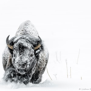 American Buffalo in Snow Original Canvas Art Bison Canvas Print Bison ...