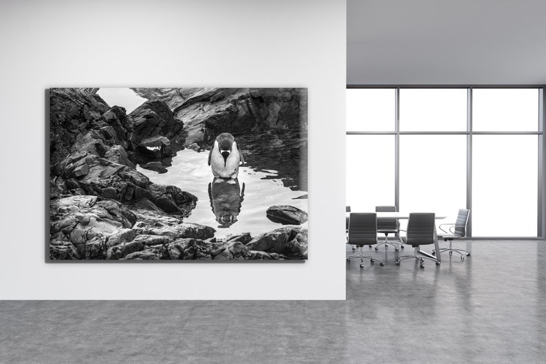 Gentoo Penguin Print Antarctica Art Fine Art Black & White Abstract ...