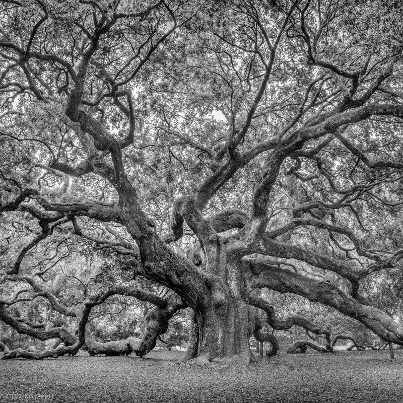 Black and White Photo Oak Tree - Etsy