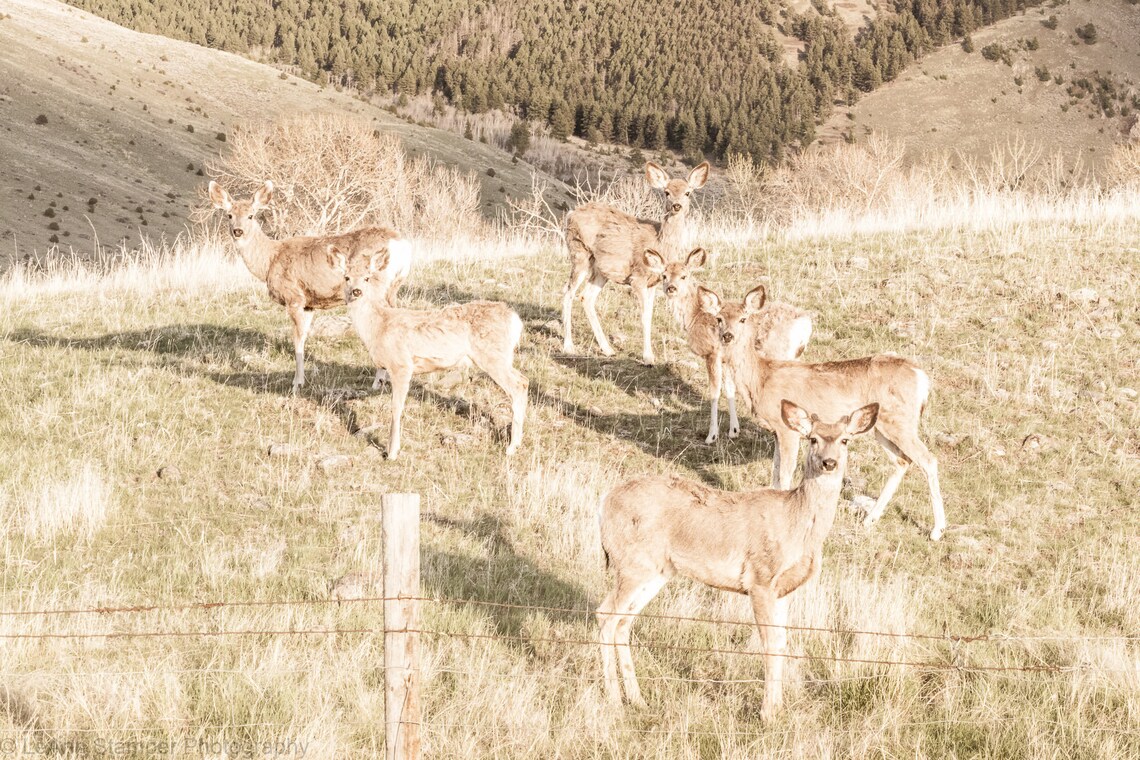 Field of Deer Rustic Farmhouse Print Cabin Farm House Wall Art - Etsy