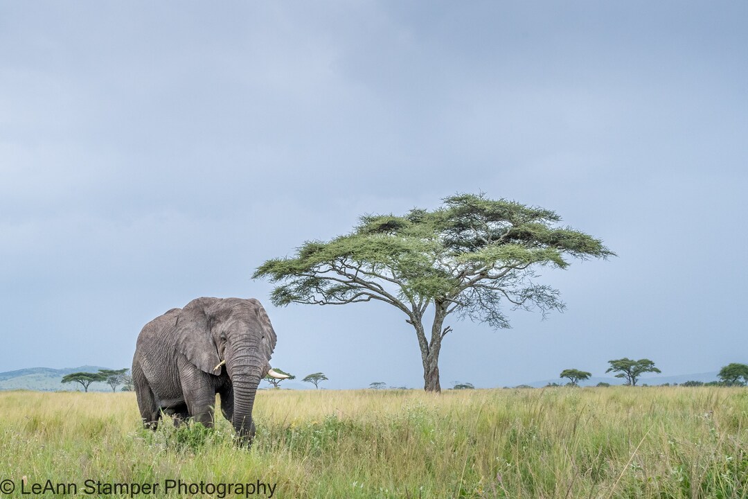 Elephant Acacia Tree Print Animal Art Poster Safari Nursery Fine Art ...
