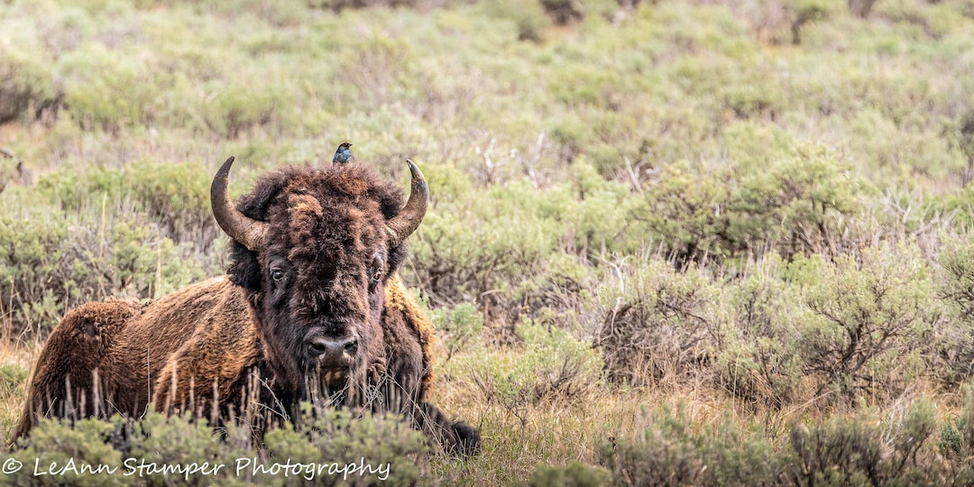 American Buffalo Yellowstone Print, Buffalo Wall Art Poster, Bison ...