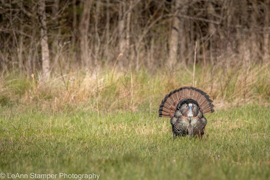 Wild Turkey Spring Strut Great Smoky Mountains National Park Print ...