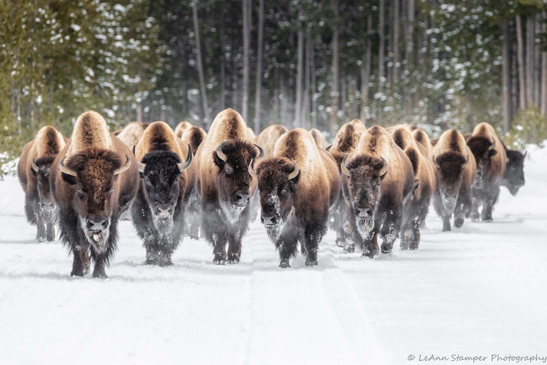 American Buffalo in Snow Original Canvas Art Bison Canvas Print Bison ...